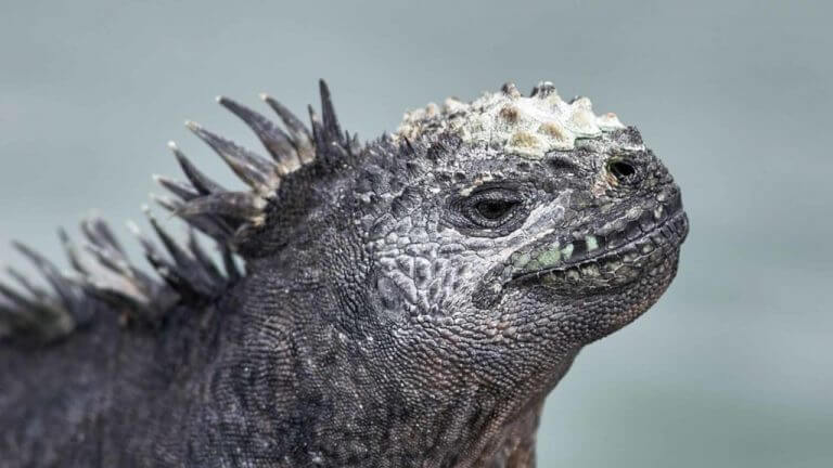 La guía de viaje definitiva sobre los animales de las Islas Galápagos