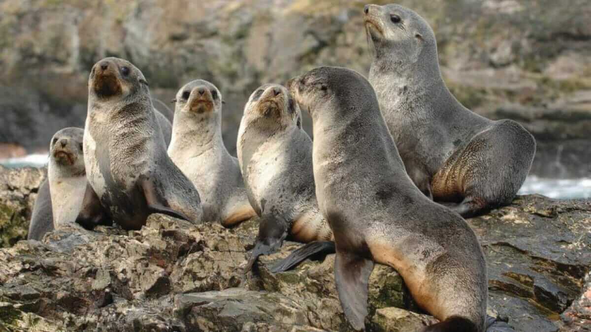 La guía de viaje definitiva sobre los animales de las Islas Galápagos
