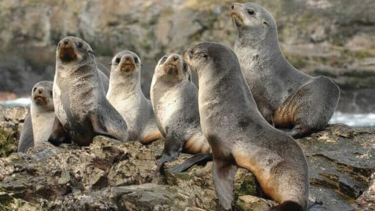 La guía de viaje definitiva sobre los animales de las Islas Galápagos