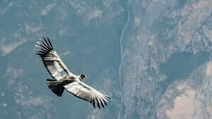 Andean Condors in Ecuador - How and Where to see them
