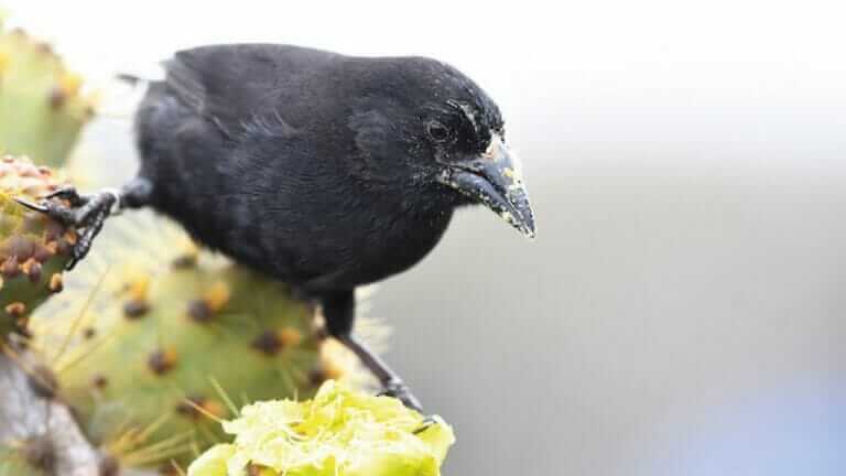 Pinzón de Galápagos de Darwin: un ícono de la evolución de Galápagos