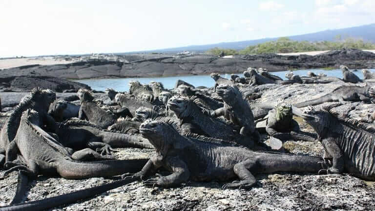 Galapagos Marine Iguana - When, Where & How to See Them