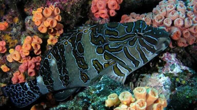Galapagos Fish- Complete Guide For Snorkelers & Divers