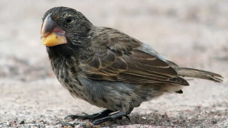 Darwin's Galapagos Finch - an icon of Galapagos evolution