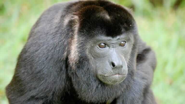 Monkeys of Ecuador's Pacific Coast | Happy Gringo Travel