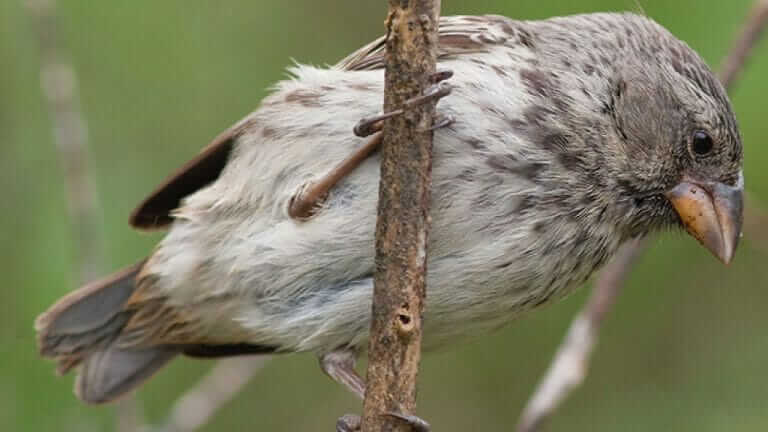 Pinzón de Galápagos de Darwin: un ícono de la evolución de Galápagos