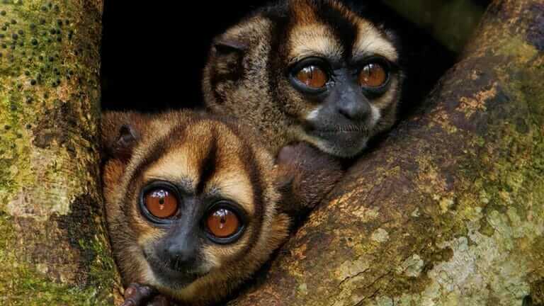 Monos de la selva amazónica de Ecuador