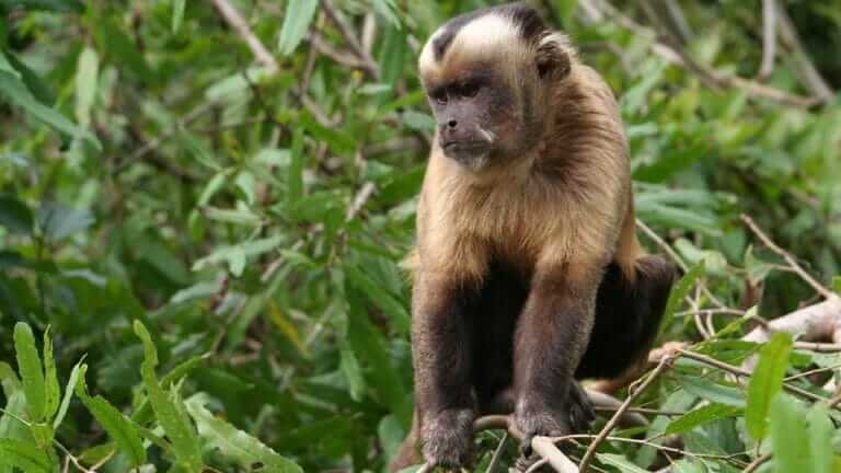 Monos de la selva amazónica de Ecuador