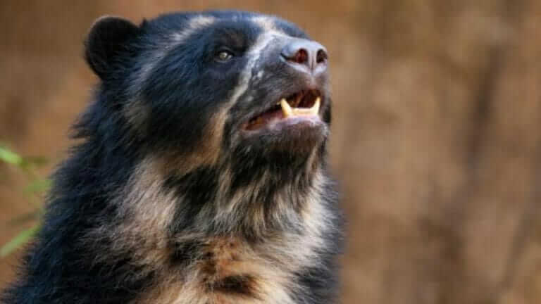 La guía definitiva para avistar osos andinos en Ecuador