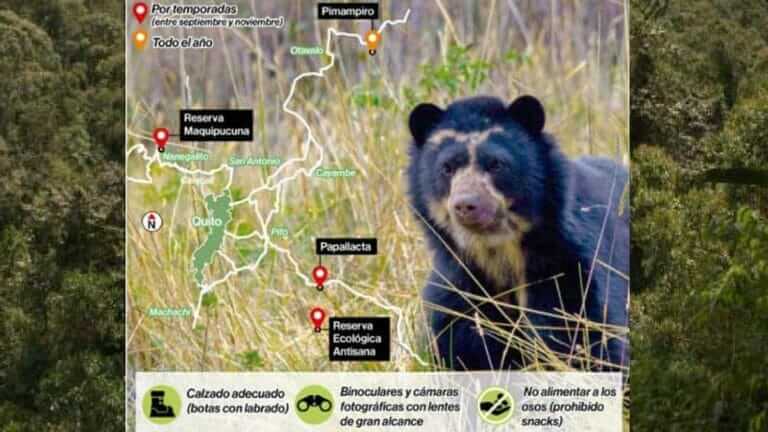 La guía definitiva para avistar osos andinos en Ecuador