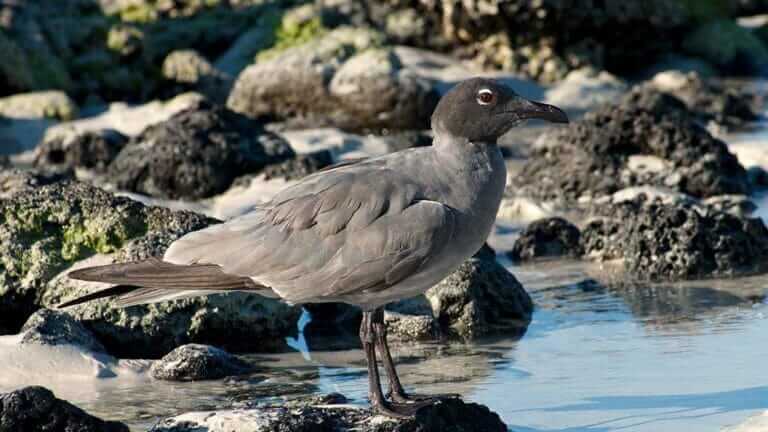 Lava Gull – Galapagos Islands – Happy Gringo Travel