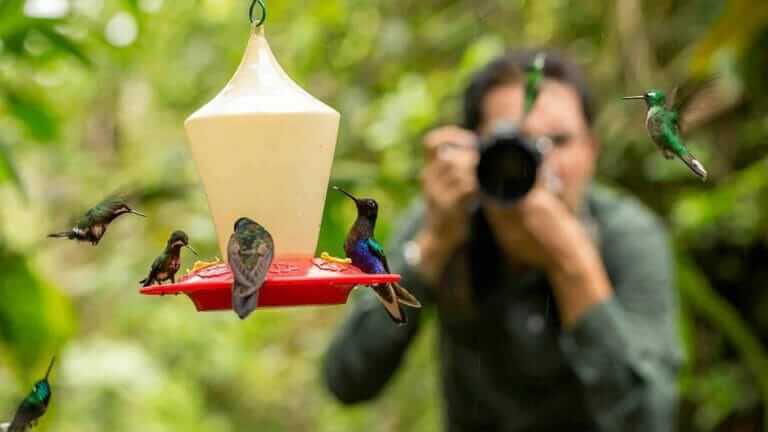 Colibríes de Ecuador: guía definitiva para avistarlos