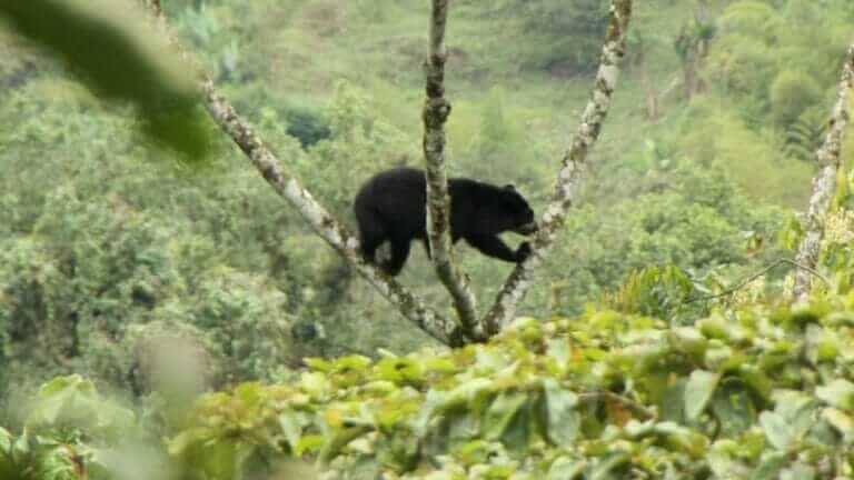 La guía definitiva para avistar osos andinos en Ecuador
