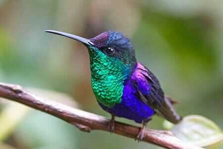 The Ecuador Indigenous People of the Amazon Rainforest