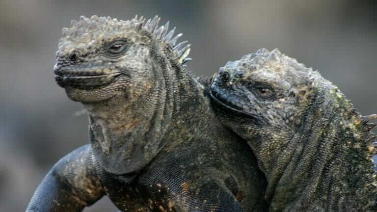 Charles Darwin and Galapagos - A Visit That Changed History