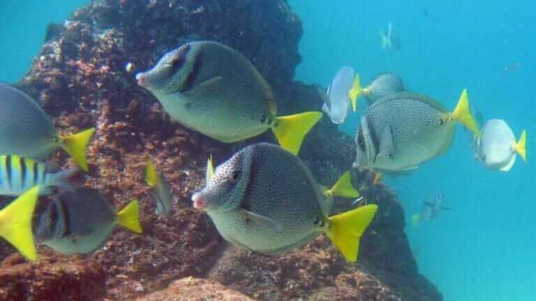 Galapagos Fish- Complete Guide For Snorkelers & Divers