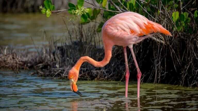 Floreana Island Galapagos - The Ultimate Visitor Guide