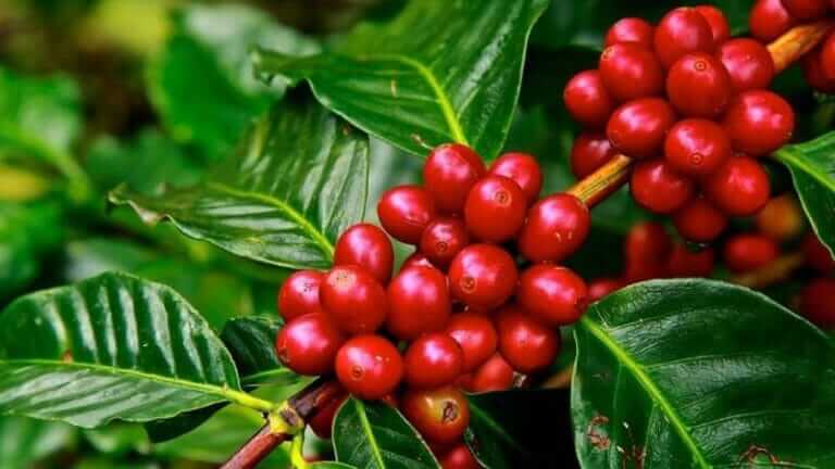 Ecuadorian Coffee - The Ultimate Guide for Coffee Lovers
