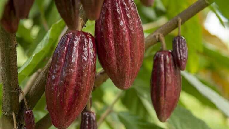 Ecuadorian Chocolates - The Best Brands & Chocolate Tours