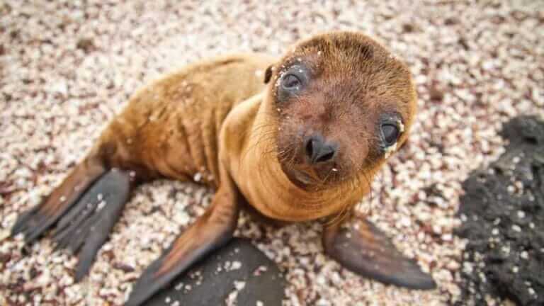 Galapagos Sea Lion - Galapagos Islands Wildlife Guide
