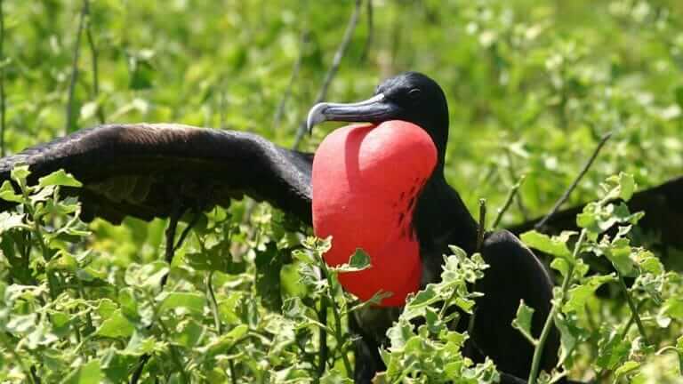 Galapagos Frigate Bird - Happy Gringo Travel