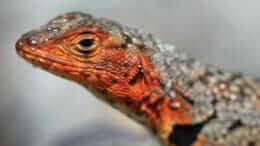 Galapagos Lava Lizard- Everything You Ever Wanted To Know