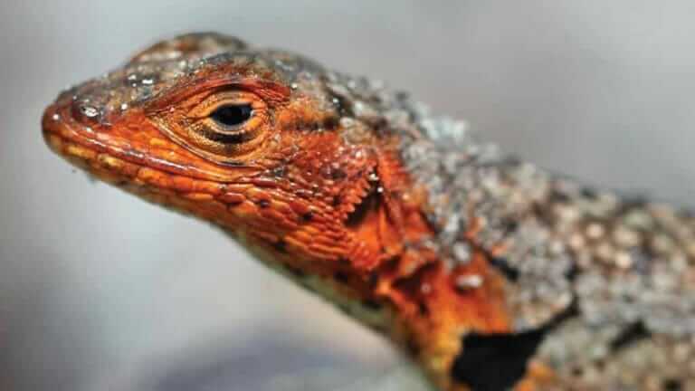 Galapagos Lava Lizard- Everything You Ever Wanted To Know