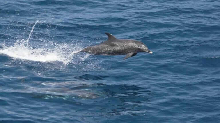 Galapagos Dolphins | Happy Gringo Travel Blog