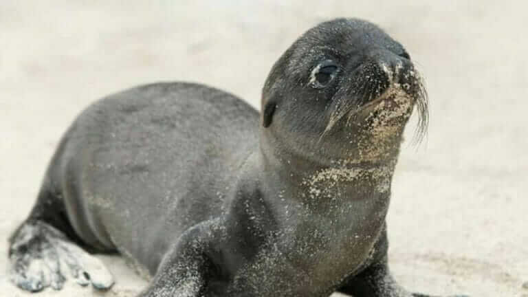 Galapagos Sea Lion - Galapagos Islands Wildlife Guide