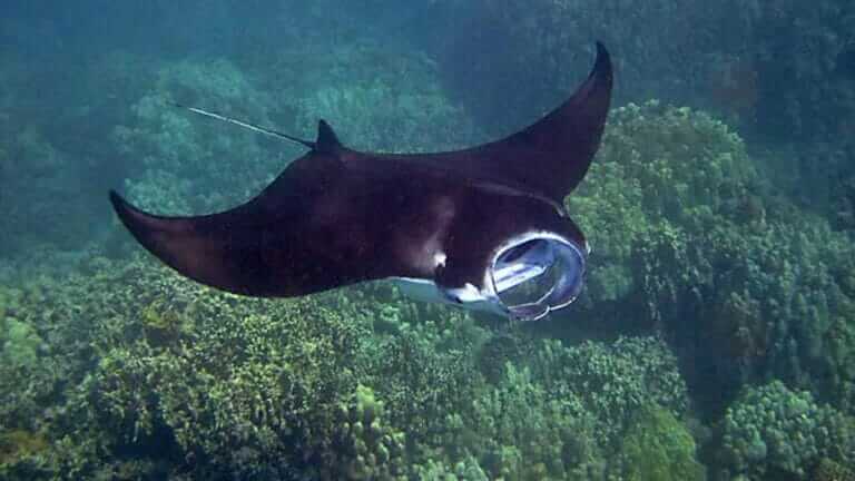Galapagos Rays - A Guide for Snorkelers and Divers