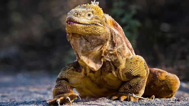 Baltra Island Galapagos - The Ultimate Visitor Guide