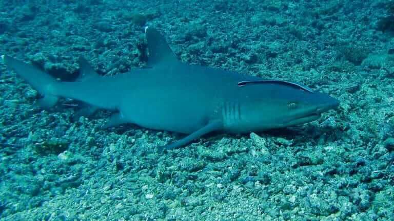 Galapagos Whitetip Reef Shark | Happy Gringo Travel