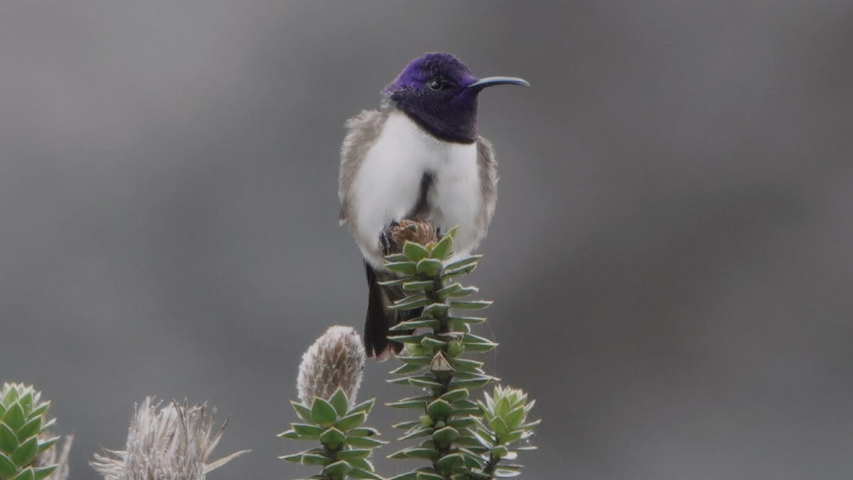 Ecuador Hummingbirds – Ultimate Guide for Spotting Colibris