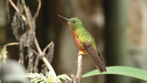 Ecuador Hummingbirds – Ultimate Guide for Spotting Colibris