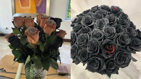 Ecuador Roses – A Visitor Guide to Rose Farms in Ecuador