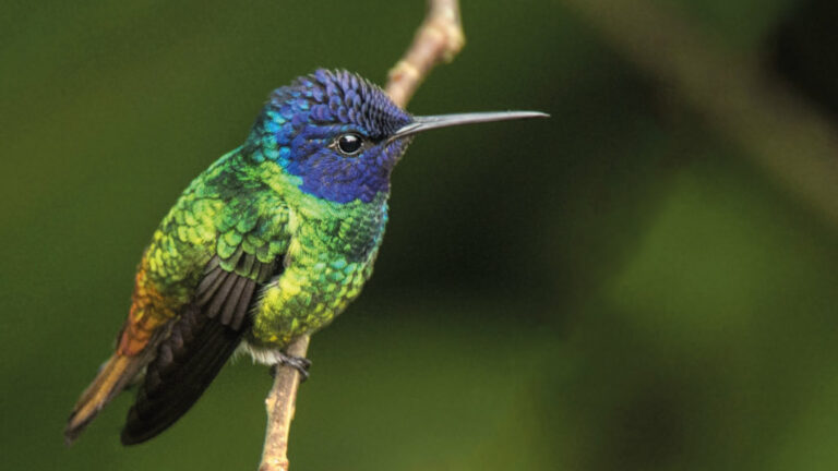 Ecuador Hummingbirds – Ultimate Guide for Spotting Colibris