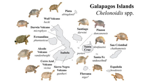 Charles Darwin and Galapagos - A Visit That Changed History