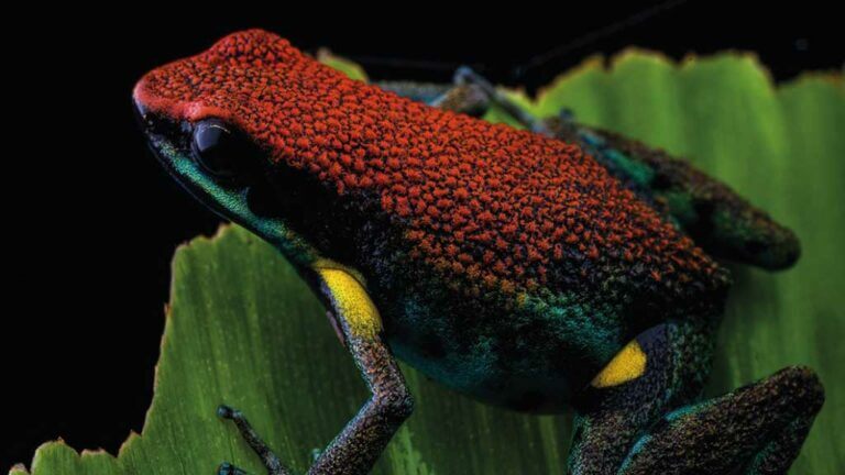 Mandari Panga Lodge in Yasuni - Happy Gringo Travel