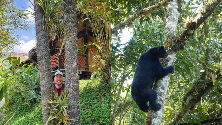 The Ultimate Guide to Spotting Andean Bears in Ecuador