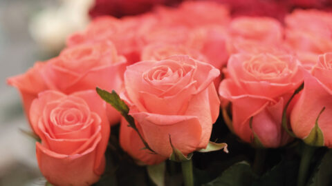 Ecuador Roses – A Visitor Guide to Rose Farms in Ecuador