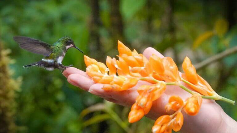 Ecuador Hummingbirds – Ultimate Guide for Spotting Colibris
