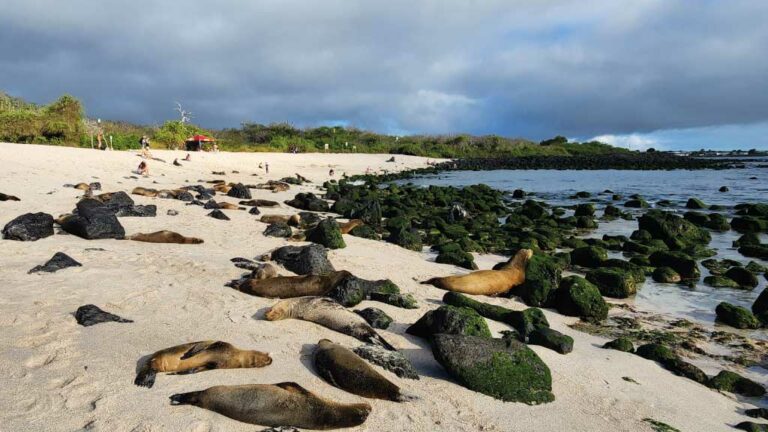Is Galapagos Safe? The Ultimate Safety Guide for Visitors
