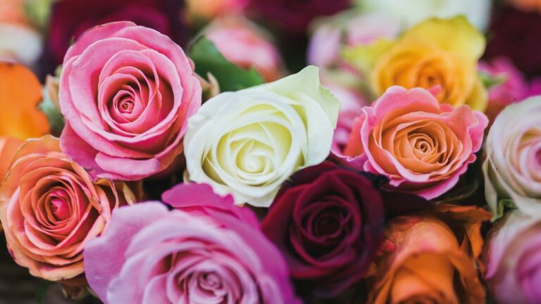 Ecuador Roses – A Visitor Guide to Rose Farms in Ecuador