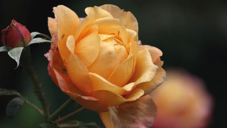 Ecuador Roses – A Visitor Guide to Rose Farms in Ecuador